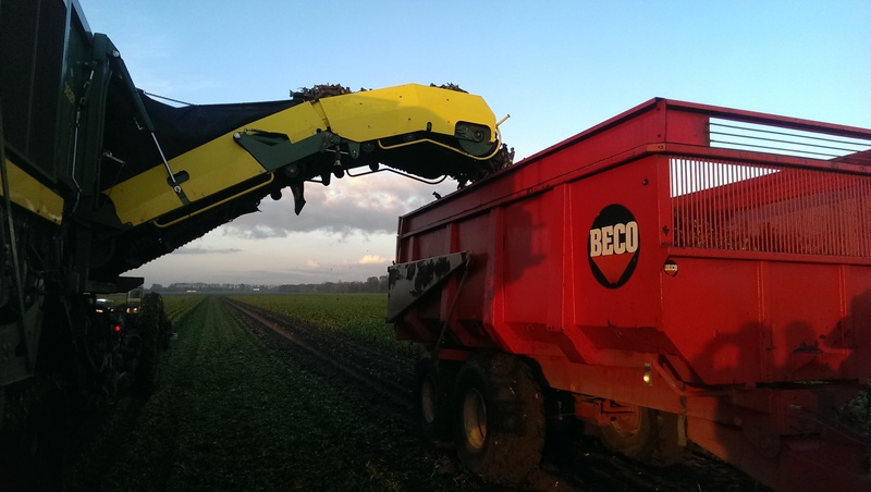 Fotoserie: Witlofpennen rooien in Bant | Veld-post.nl - Landbouwnieuws ...