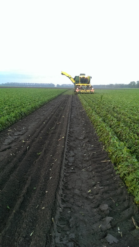 Fotoserie: Witlofpennen rooien in Bant | Veld-post.nl - Landbouwnieuws ...