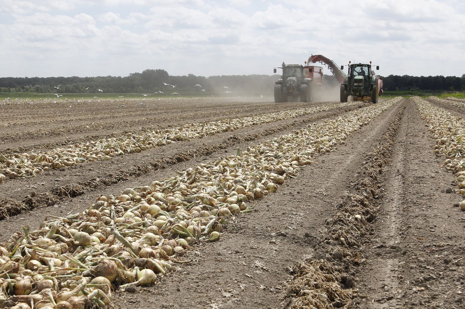 Fotoserie: Uien laden vóór de hitte | Veld-post.nl - Landbouwnieuws ...