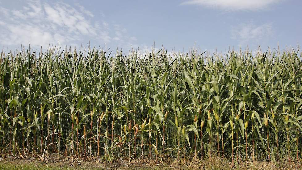 Proeven in Friesland met verduurzaming van maïsteelt op puur veen ...