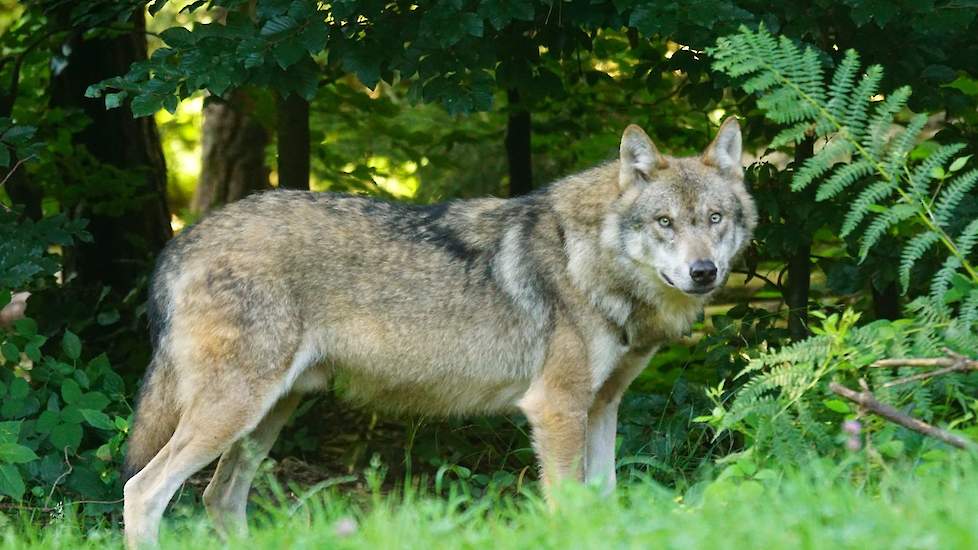 ‘Drenthe moet preventieve maatregelen nemen tegen wolf’ | Veld-post.nl ...