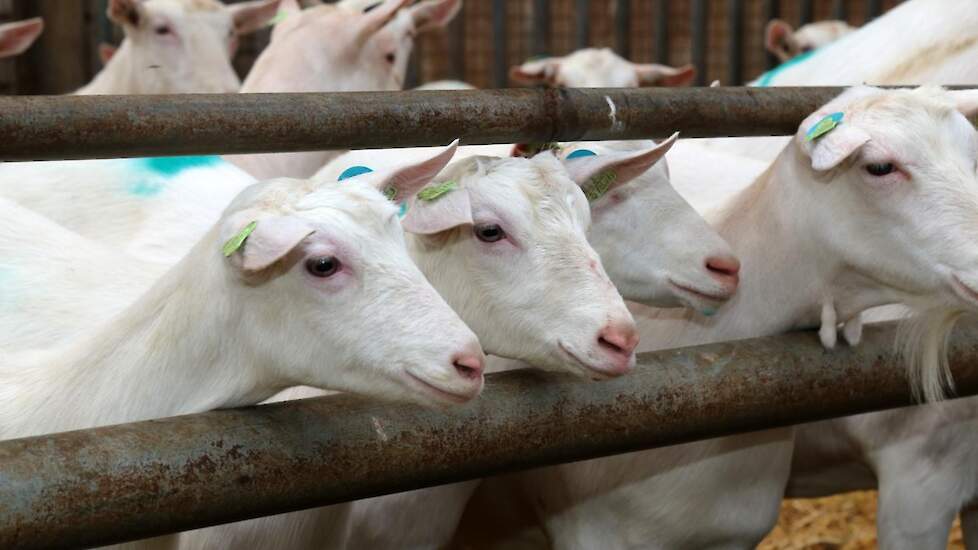 Groningse geitenhouder hikt tegen negatief GGD-advies aan | Veld-post ...
