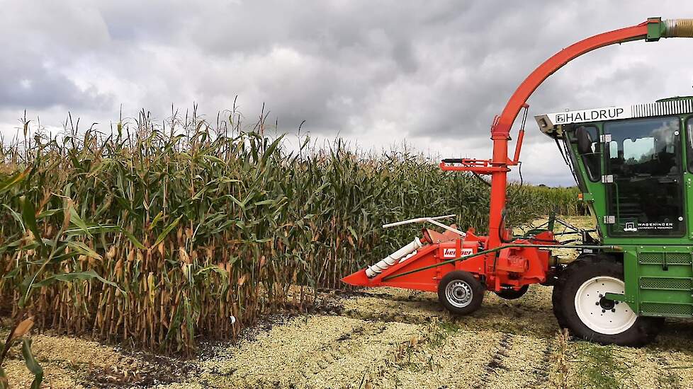 WUR oogst ultravroege snijmaïs in Friesland | Veld-post.nl ... WUR oogst ultravroege snijmaïs in Friesland | Veld-post.nl ...