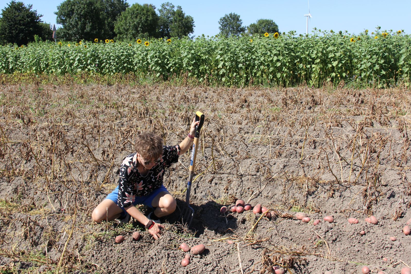 Fotoserie: Consument rooit zelf aardappelen | Veld-post.nl ...