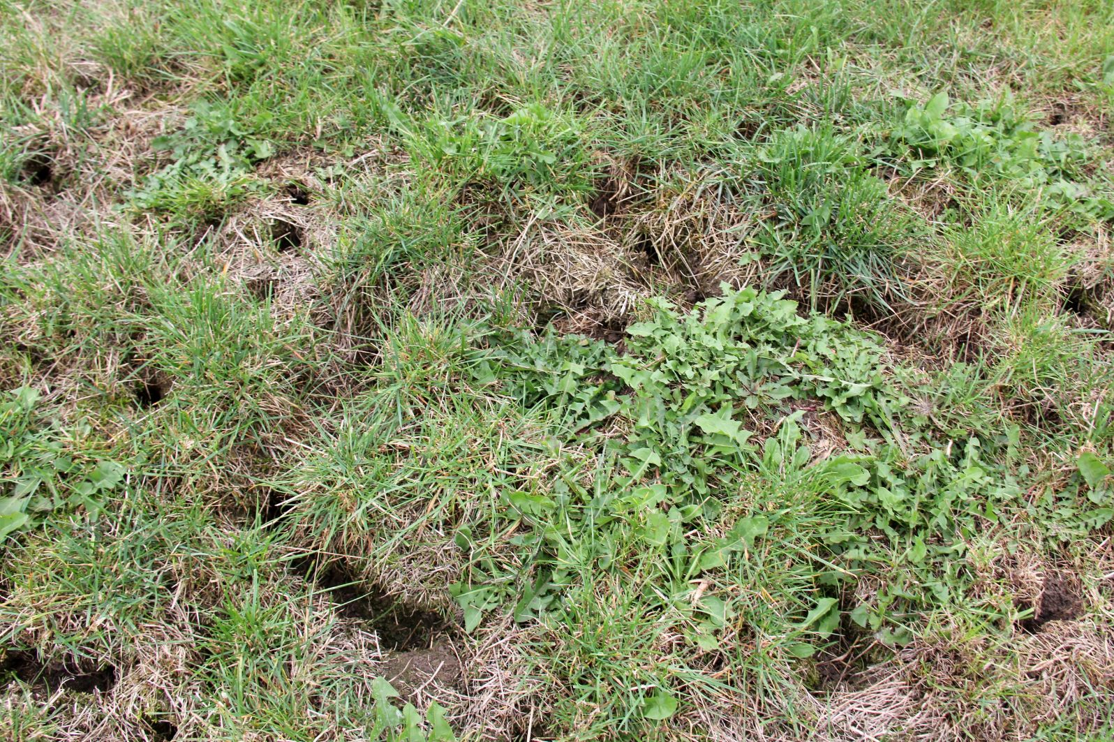 LTO Noord: 'Actie nodig tegen muizen in Friesland' | Veld-post.nl ...