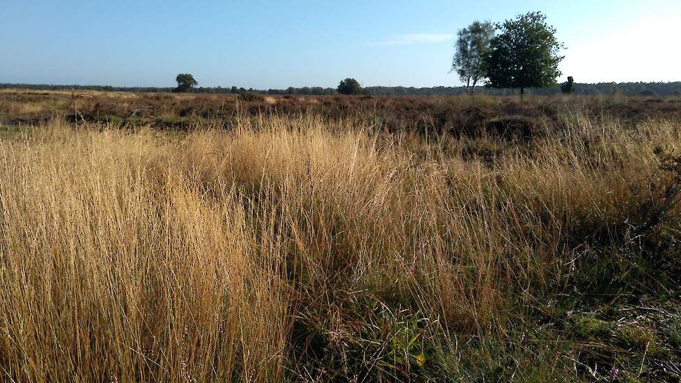 Welke habitattypen krijgen een lagere KDW? | Veld-post.nl ...