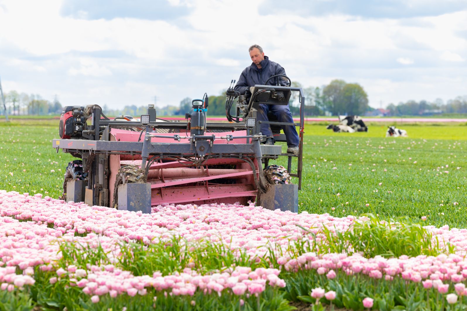 Fotoserie: Tulpen koppen en controleren in Luttelgeest | Veld-post.nl ...