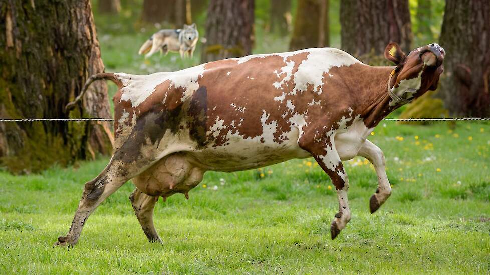 Drenthe concludeert: mobiele wolfwerende rasters werken | Veld-post.nl ...